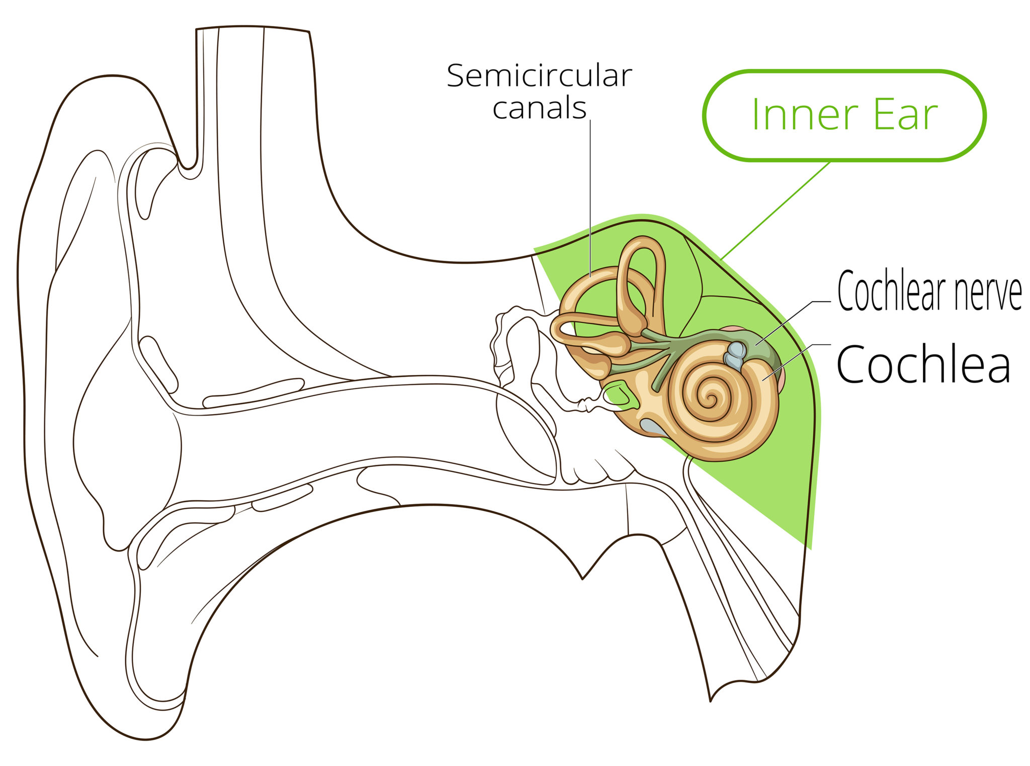 Ear Anatomy | Causes of Hearing Loss | Hearing Aids | Audiology